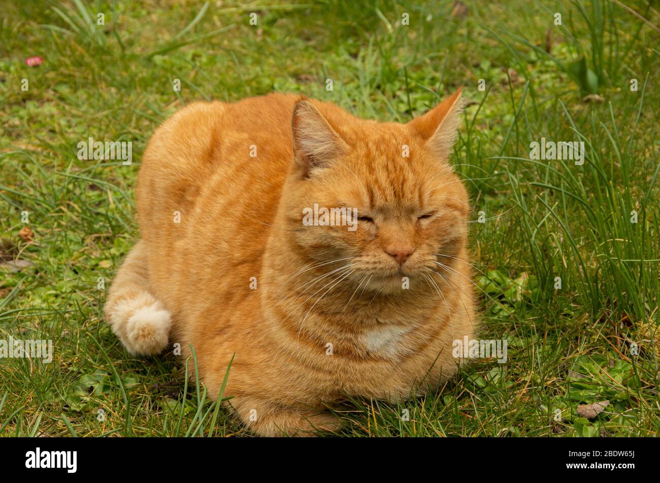 Cat sleeping rests in a green grass, chill Stock Photo - Alamy