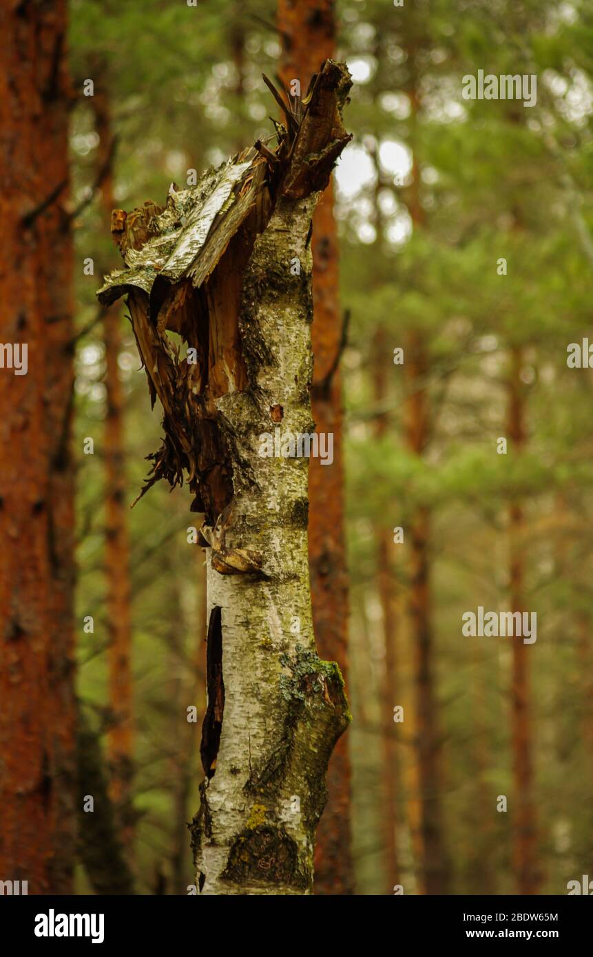 Broken tree in the forest, birch trunk bark, wind Stock Photo - Alamy