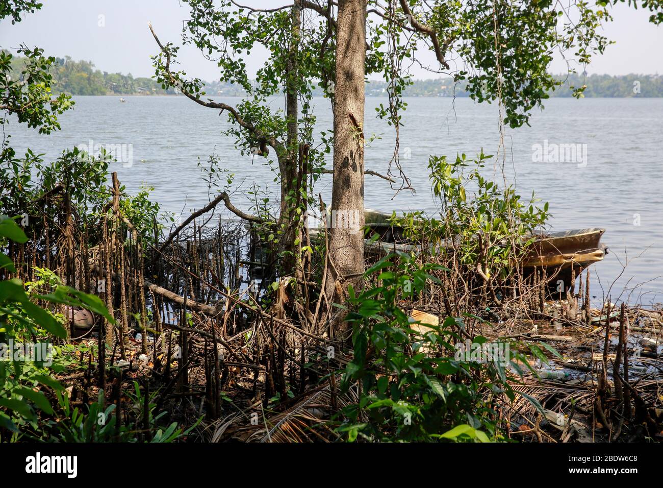 Bolgoda River High Resolution Stock Photography and Images - Alamy