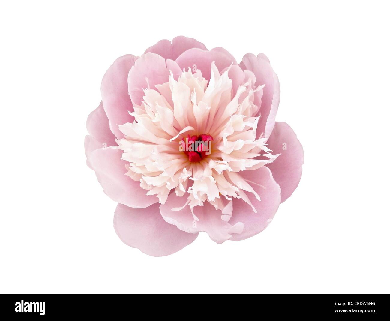 Japanese Anemone Type Of Flowering Pink Blossoming Peony Isolated On White Background Stock