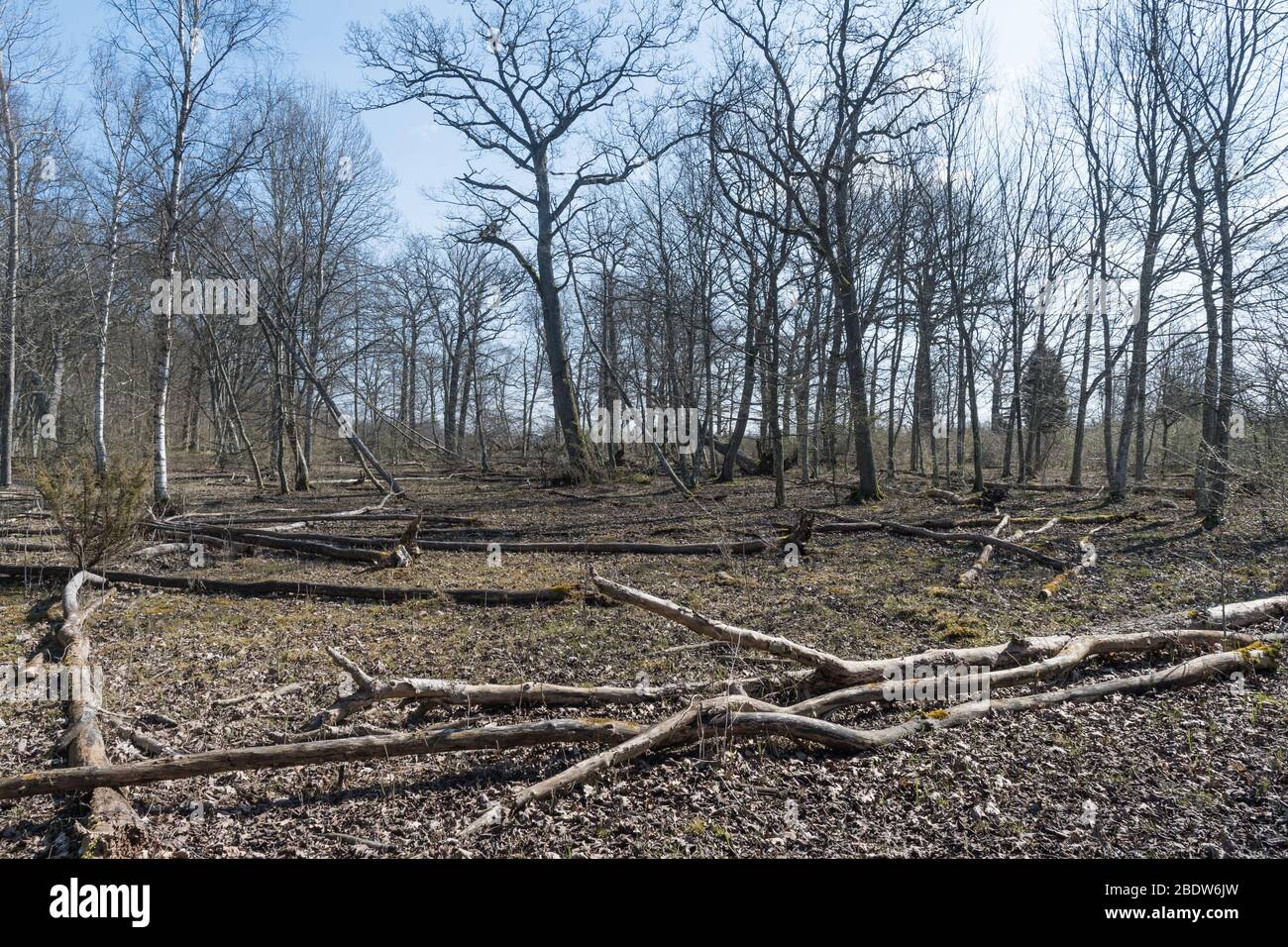 Fallen dead trees in a nature reserve by Dyestad on the swedish island ...