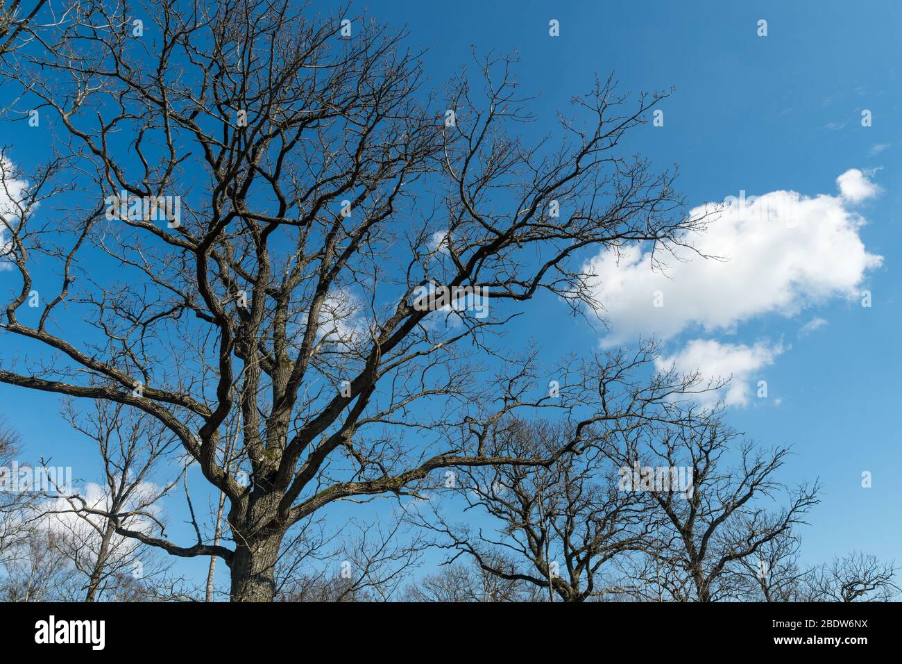 Bare oak trees by a blue sky with white clouds Stock Photo - Alamy