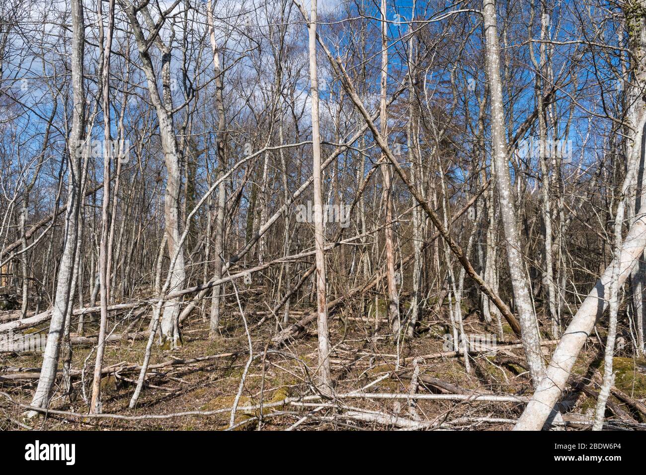 Fallen trees in a messy deciduous forest Stock Photo - Alamy
