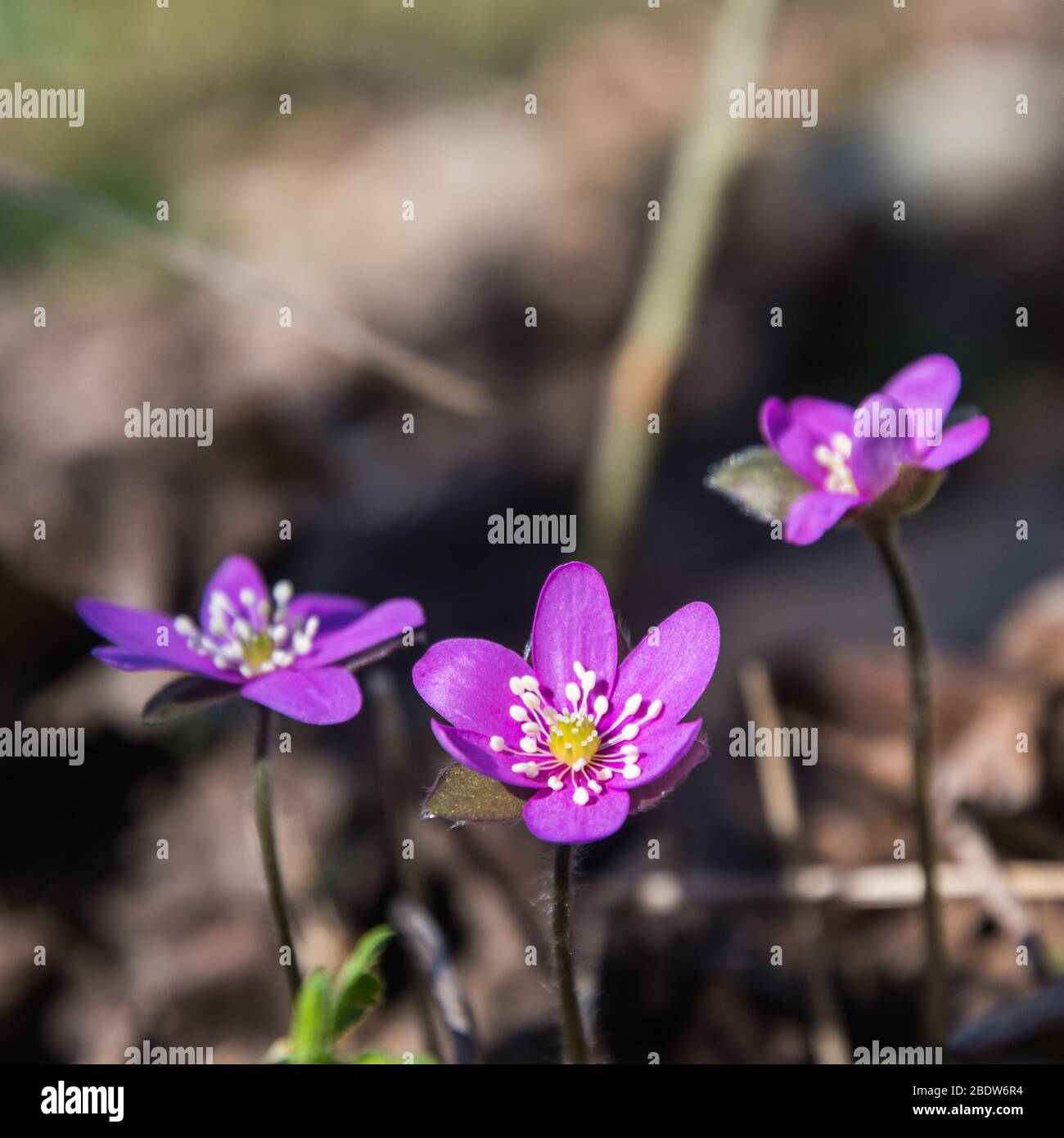 Bright sunlit purple Hepatica flower close up in a low perspective ...