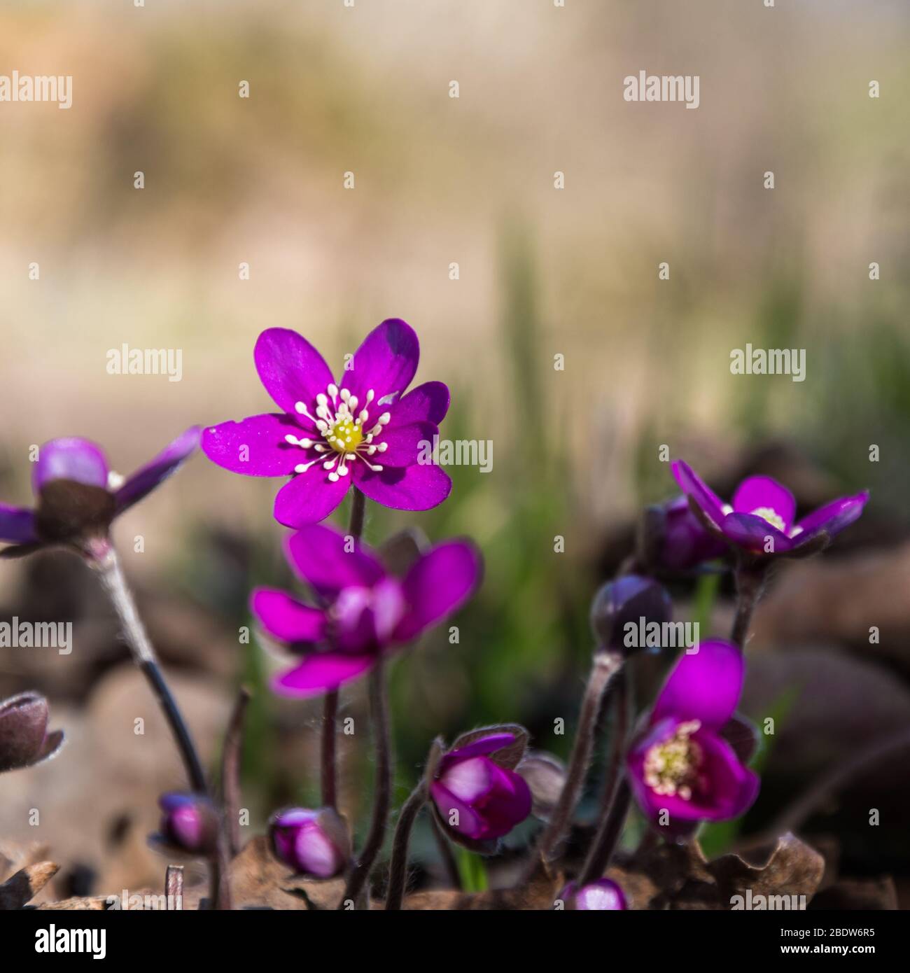 Beautiful purple Hepatica flowers close up by a bright background Stock ...