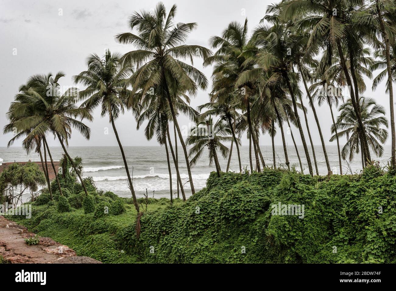 Beautiful beach. Palm trees in the monsun rain. Rain season. Goa off ...