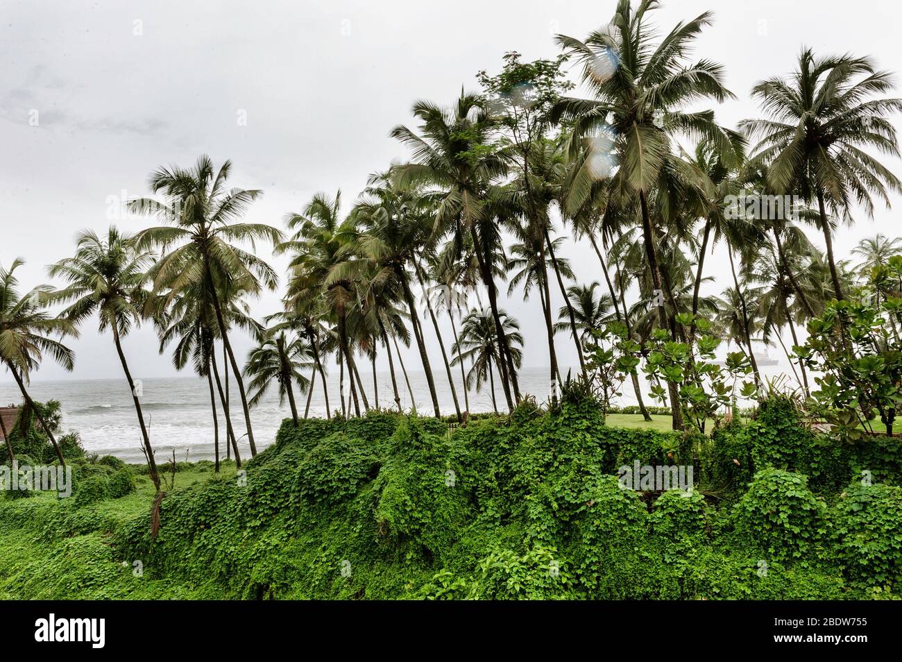 Beautiful beach. Palm trees in the monsun rain. Rain season. Goa off ...