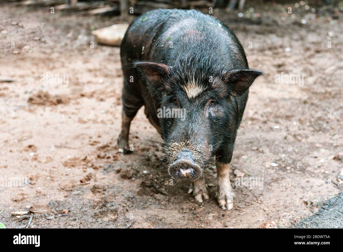 Pig in mud on farm hi-res stock photography and images - Alamy