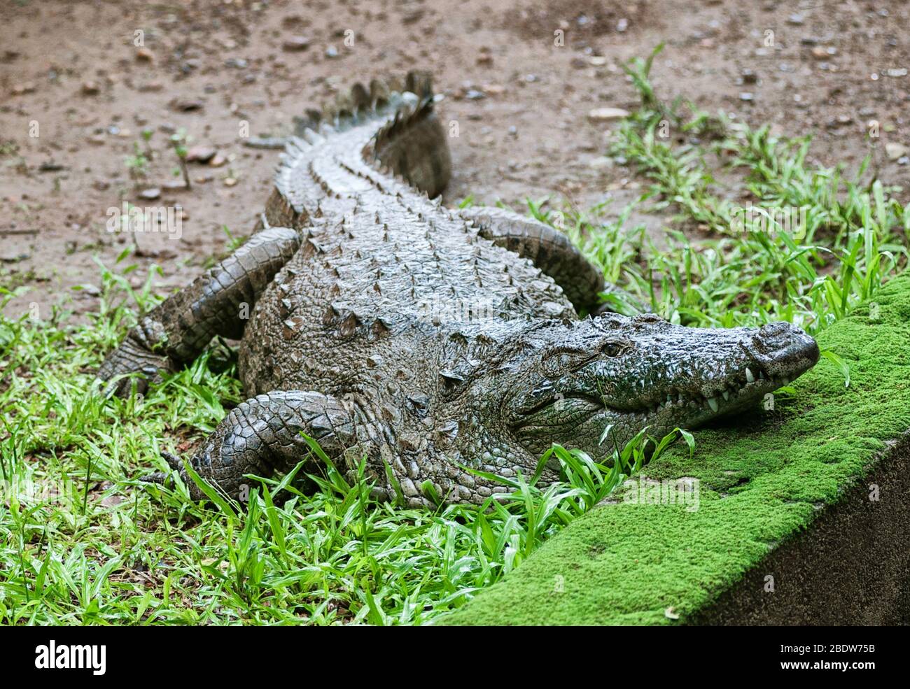 The mugger crocodile, Indian crocodile, India Stock Photo - Alamy