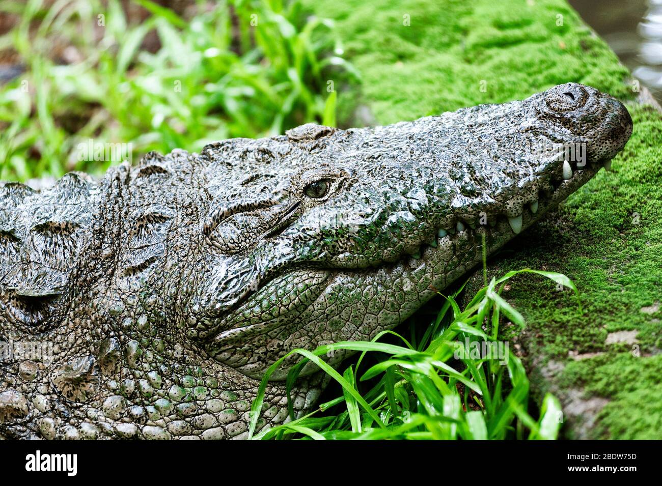 The mugger crocodile, Indian crocodile, India Stock Photo - Alamy