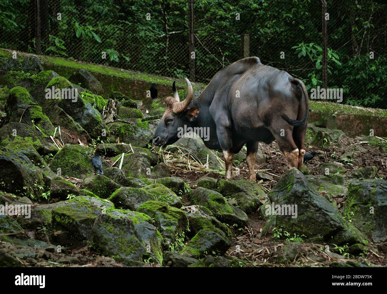 Gaur, Indian bison in the zoo on Goa Stock Photo - Alamy