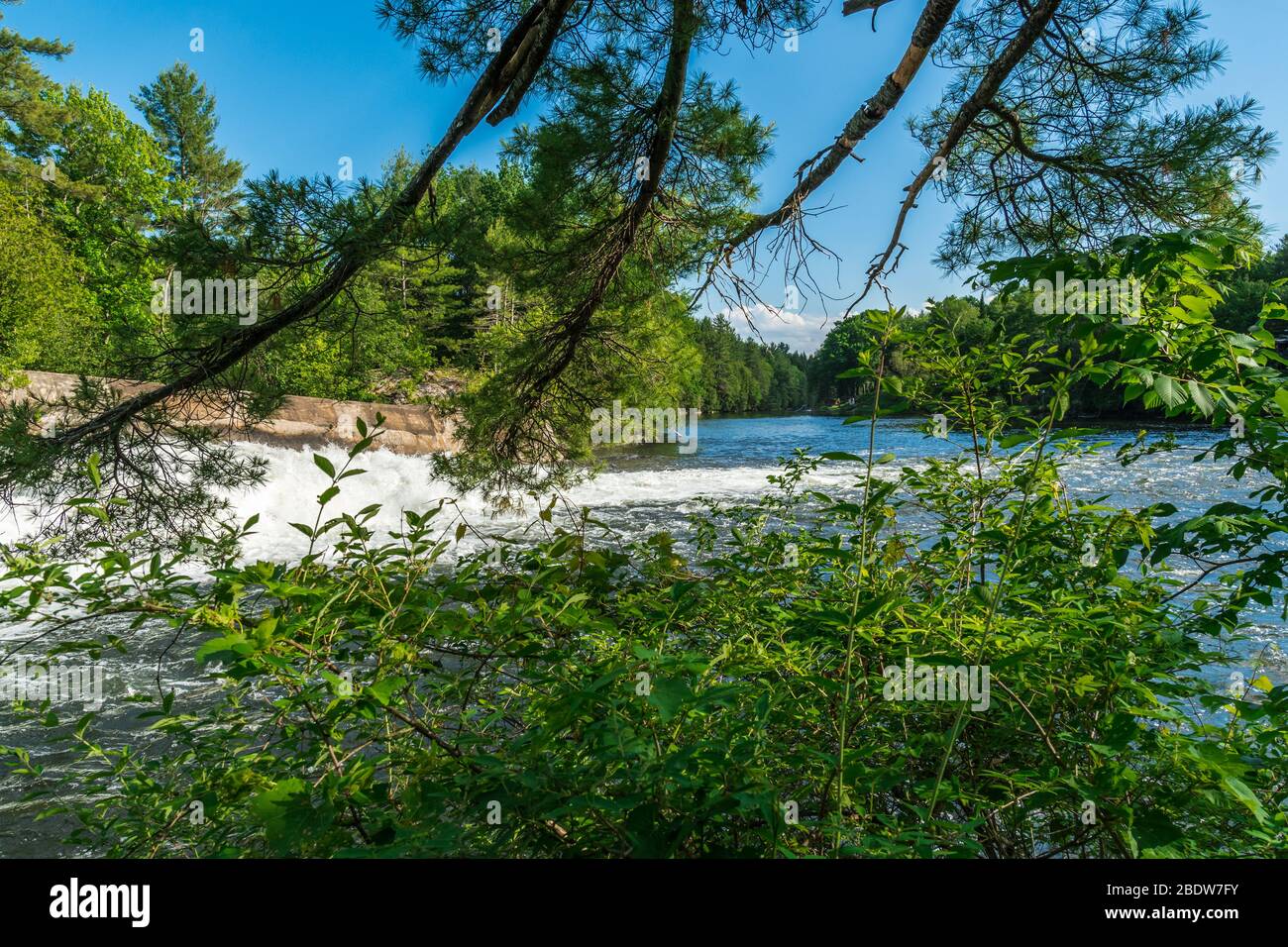 Fauna and flora in the canadian forest hi-res stock photography and ...