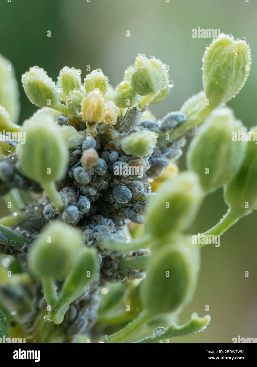 Cabbage aphids (Brevicoryne brassicae) on a kale plant Stock Photo - Alamy
