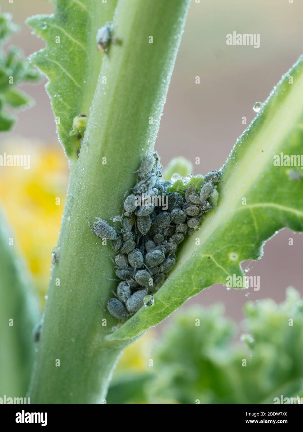 Cabbage aphids (Brevicoryne brassicae) on a kale plant Stock Photo - Alamy