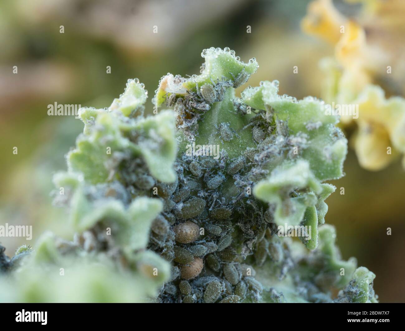 Cabbage aphids (Brevicoryne brassicae) on a kale plant Stock Photo - Alamy