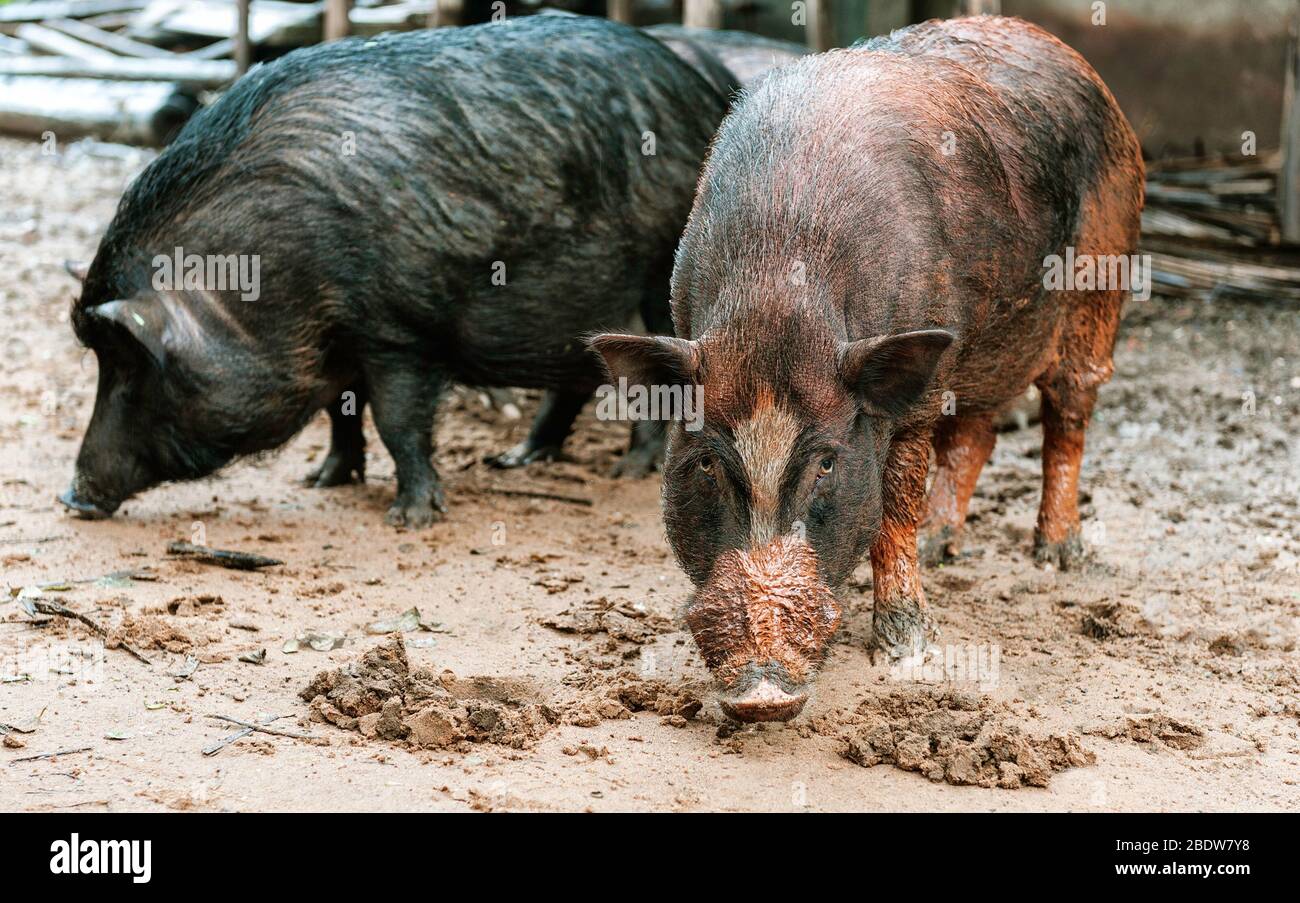 Free range pigs on farm in mud Stock Photo - Alamy