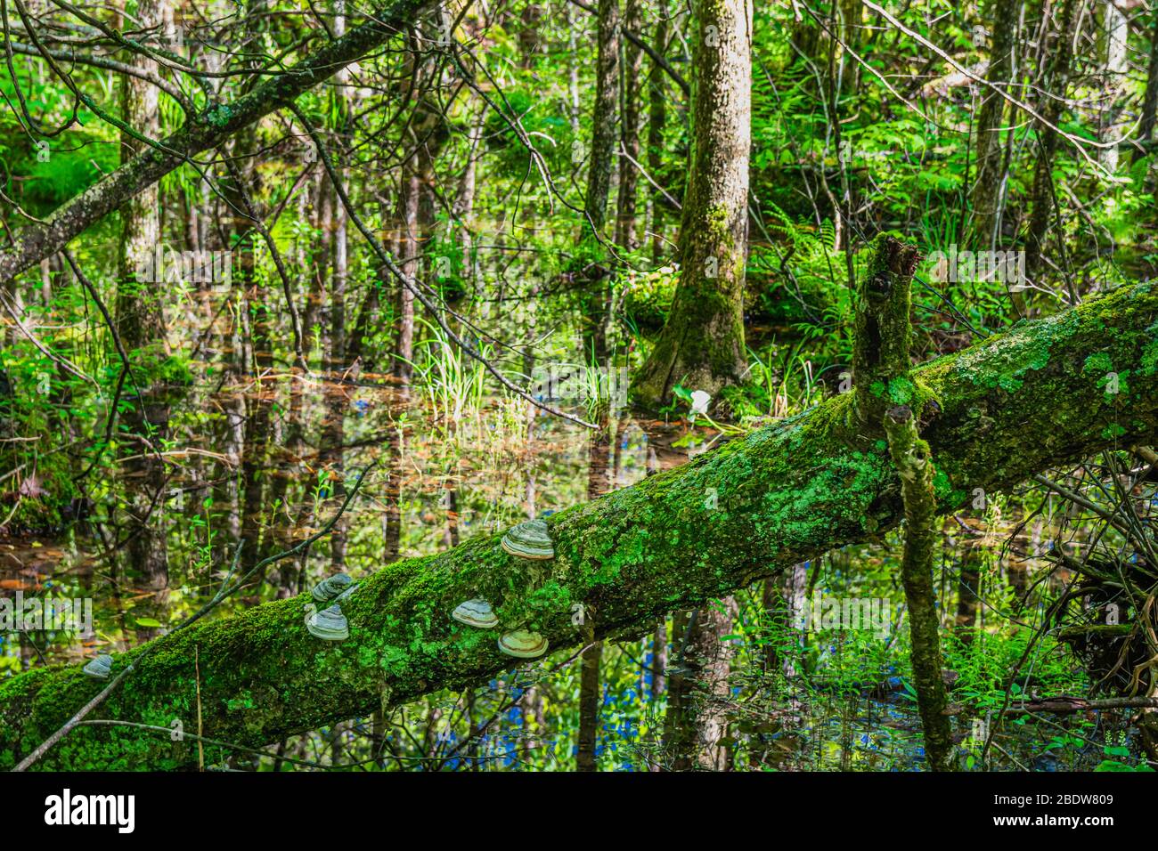Canadian Cottage country Scene in summer Stock Photo - Alamy