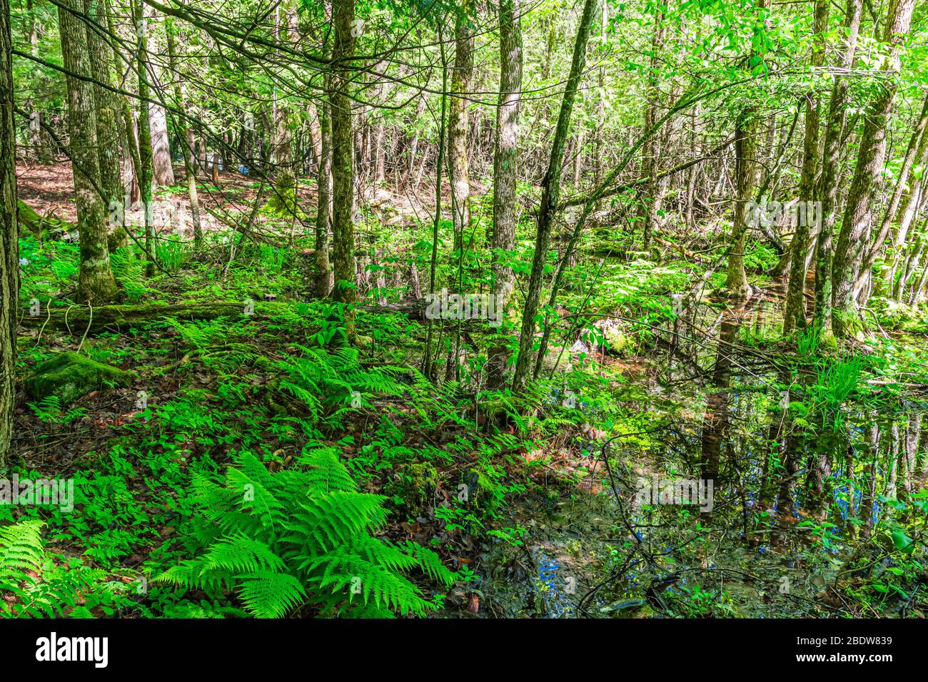 Canadian Cottage country Scene in summer Stock Photo - Alamy
