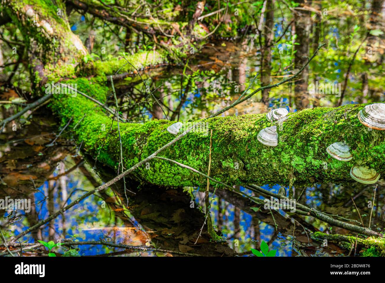 Canadian Cottage country Scene in summer Stock Photo - Alamy