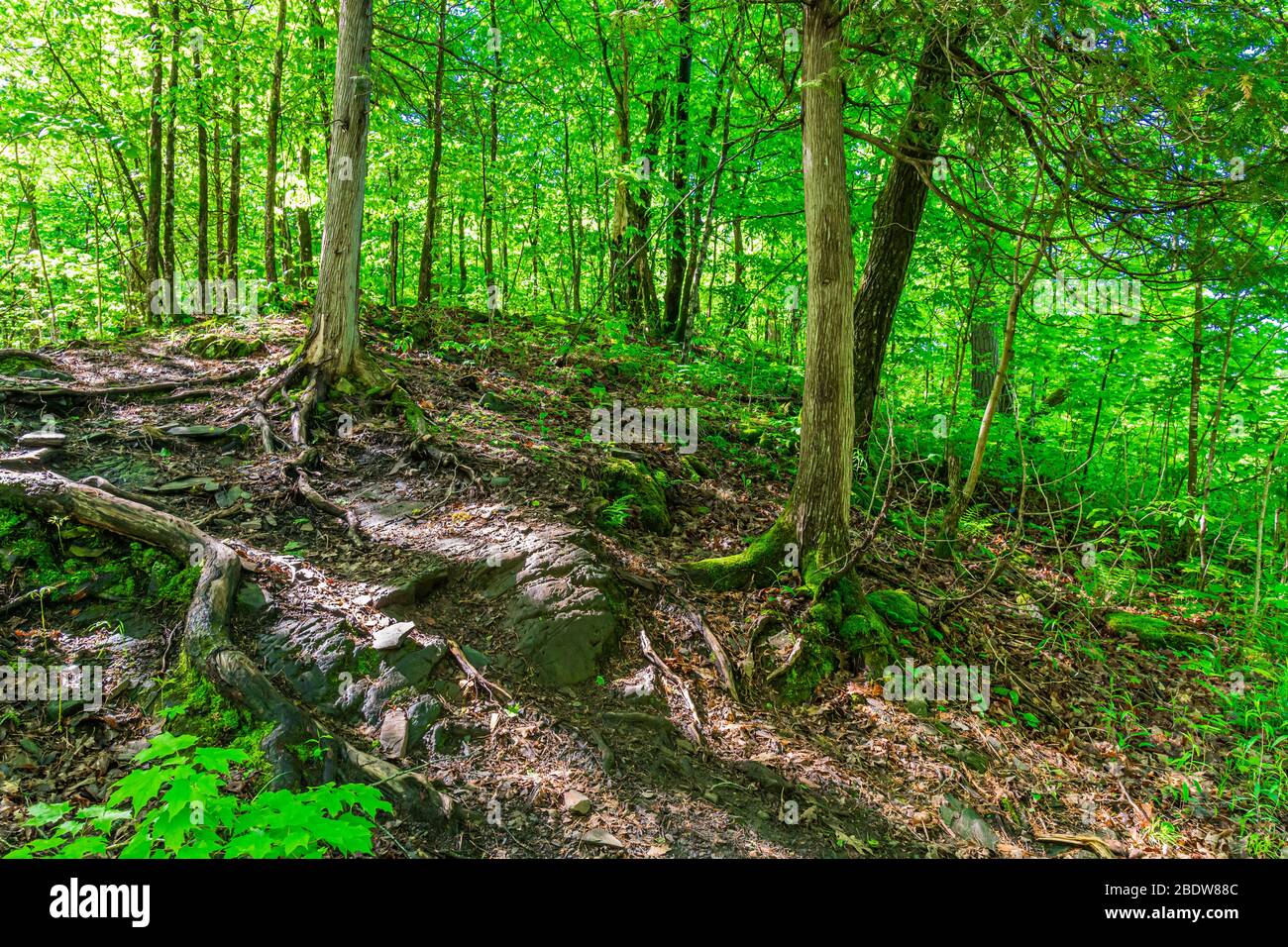 Canadian Cottage country Scene in summer Stock Photo - Alamy