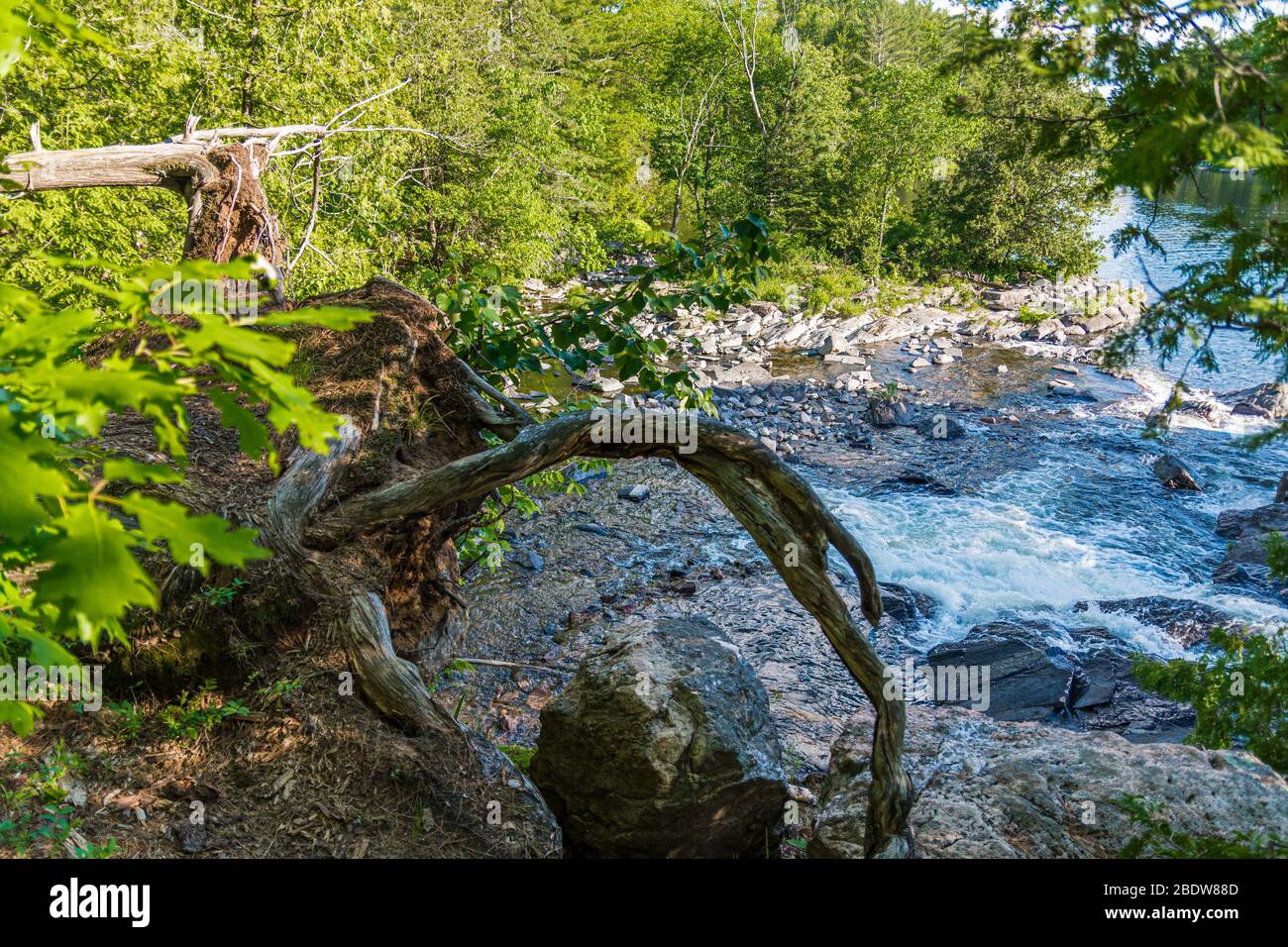 Canadian Cottage country Scene in summer Stock Photo - Alamy