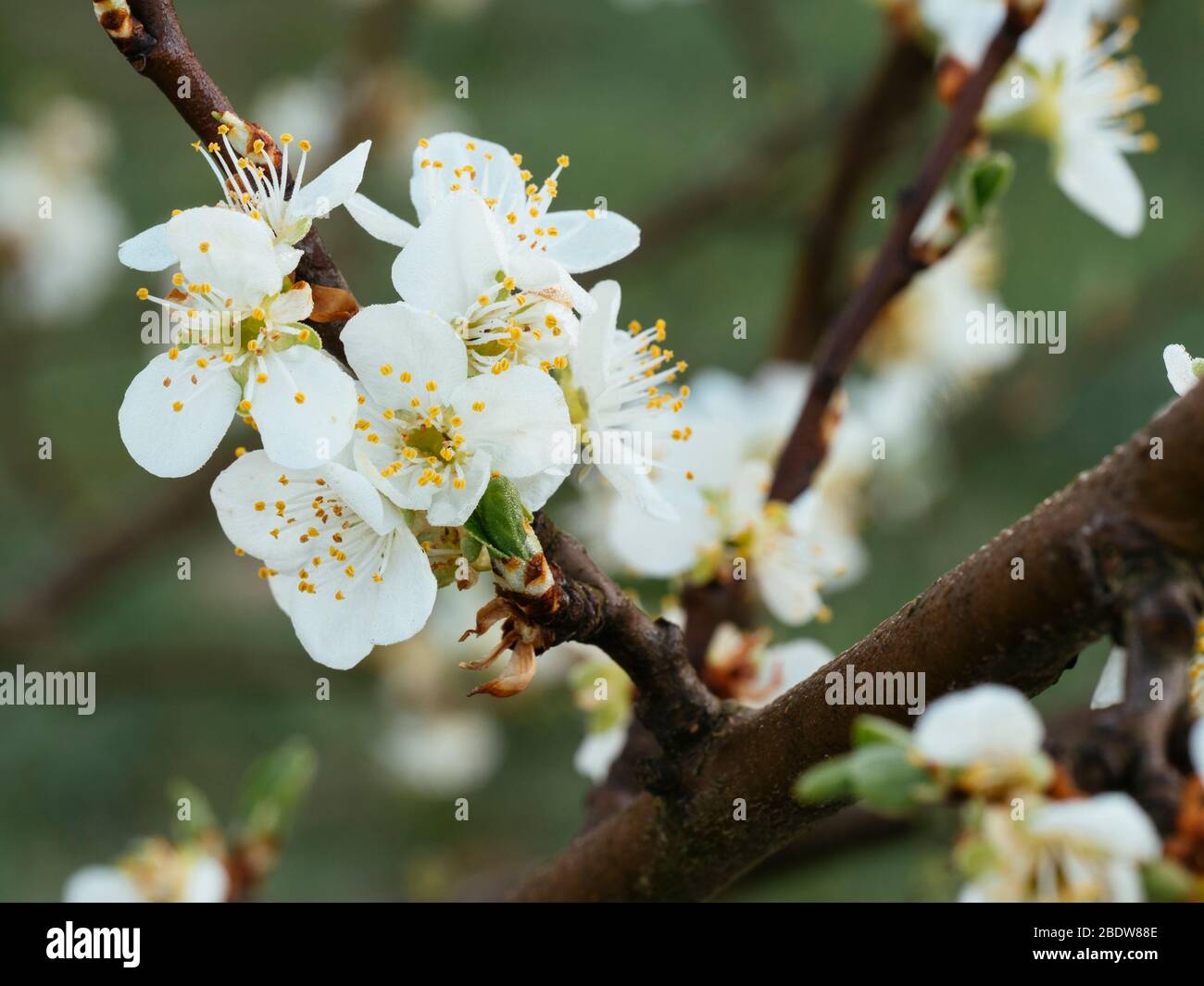 Blooming plum tree in early spring Stock Photo - Alamy