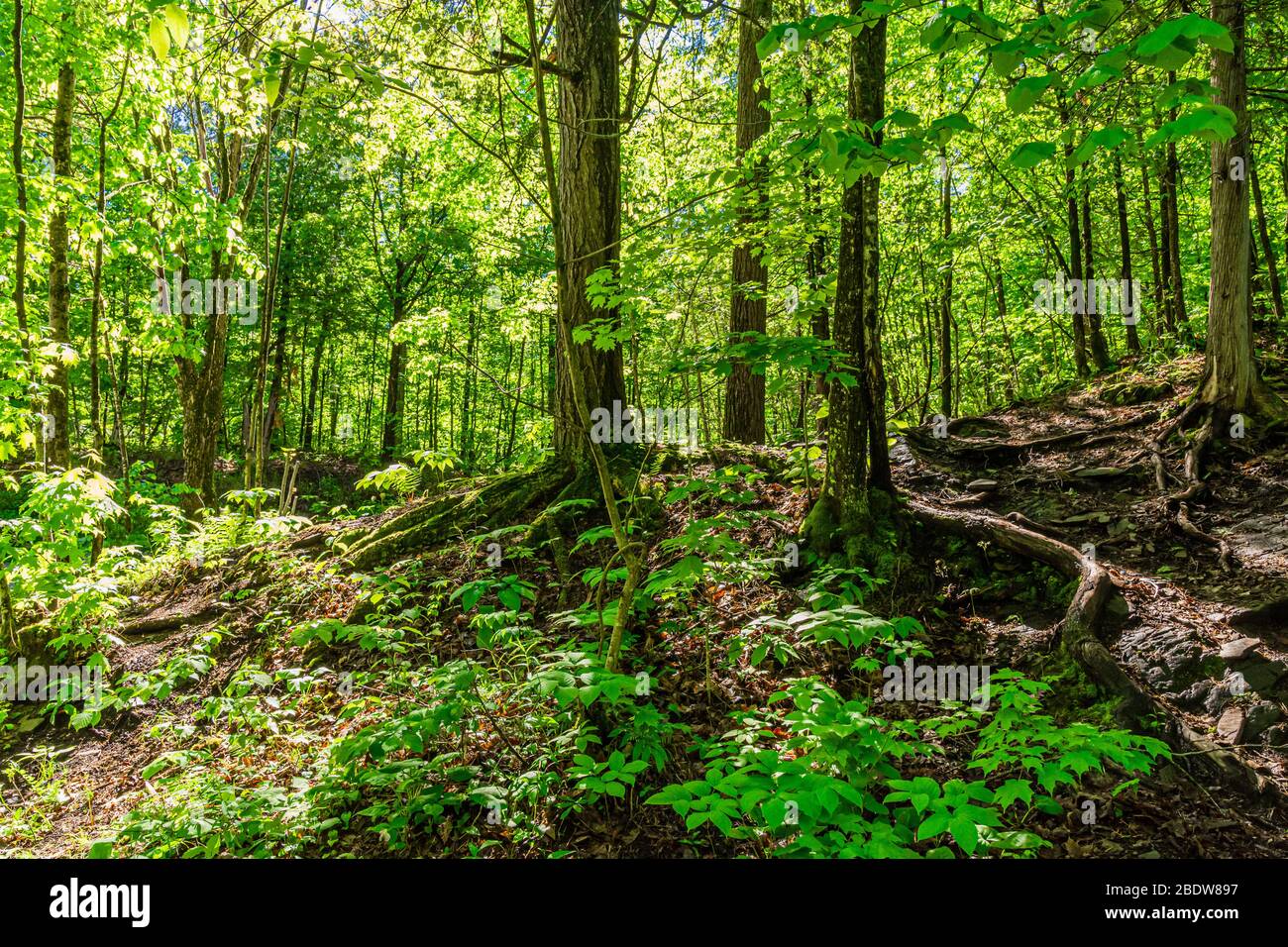 Canadian Cottage country Scene in summer Stock Photo - Alamy