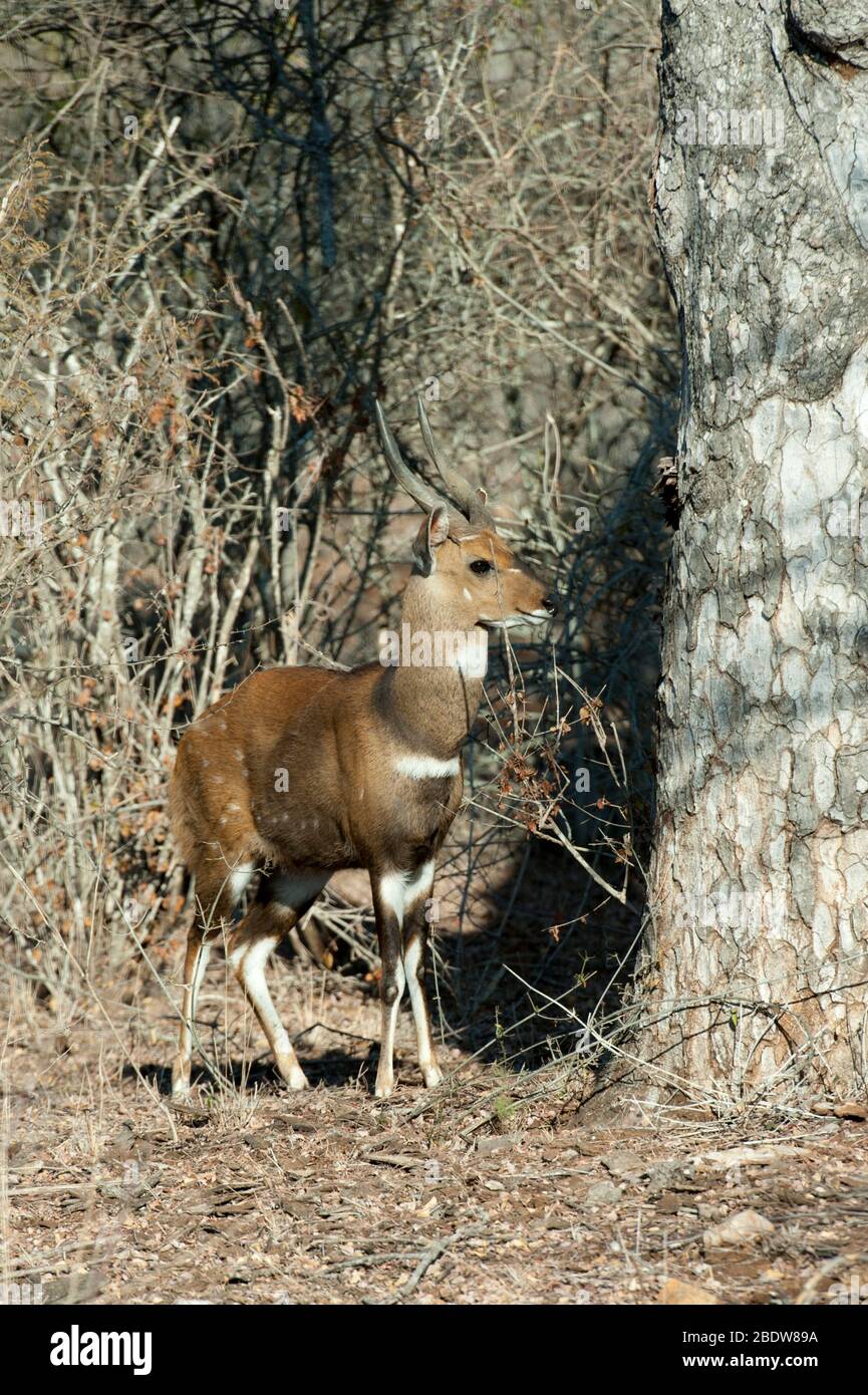 Bushbuck, Tragelaphus scriptus, ram, Kruger National Park, Mpumalanga ...