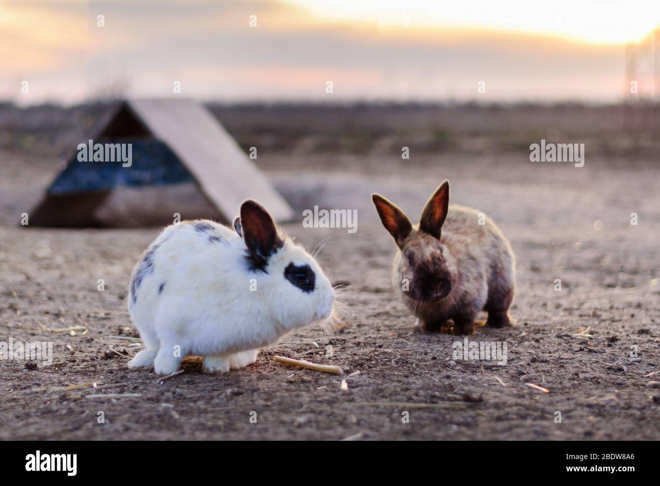 Two nice fluffy rabbits in the field in the bright sunlight Stock Photo ...