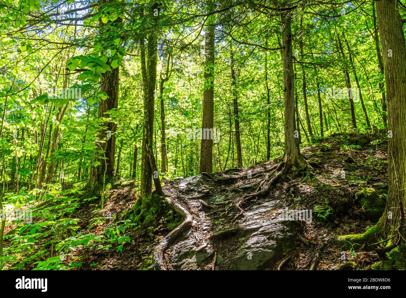 Canadian Cottage country Scene in summer Stock Photo - Alamy