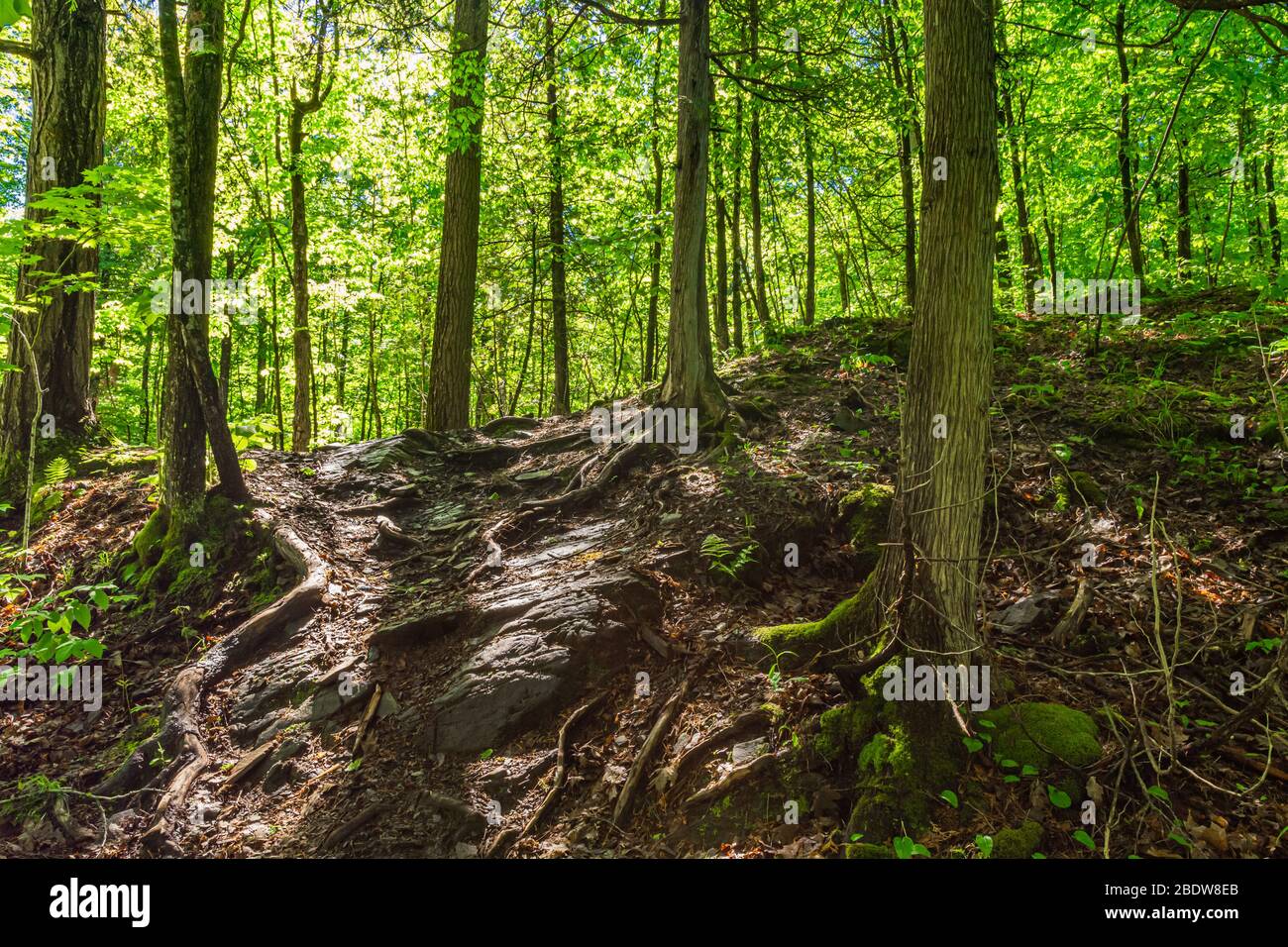 Canadian Cottage country Scene in summer Stock Photo - Alamy