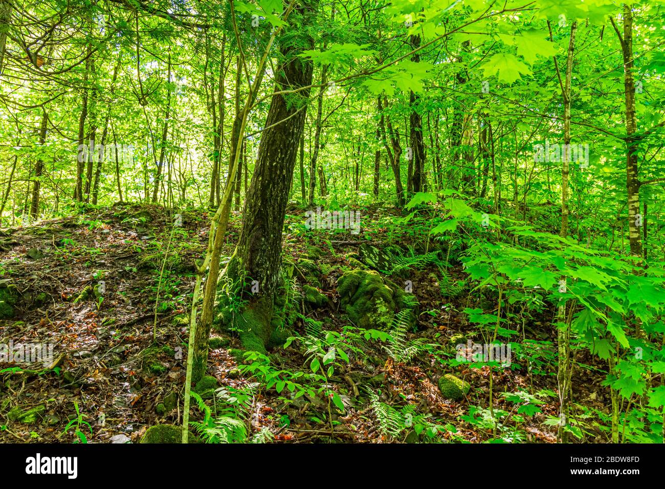 Canadian Cottage country Scene in summer Stock Photo - Alamy