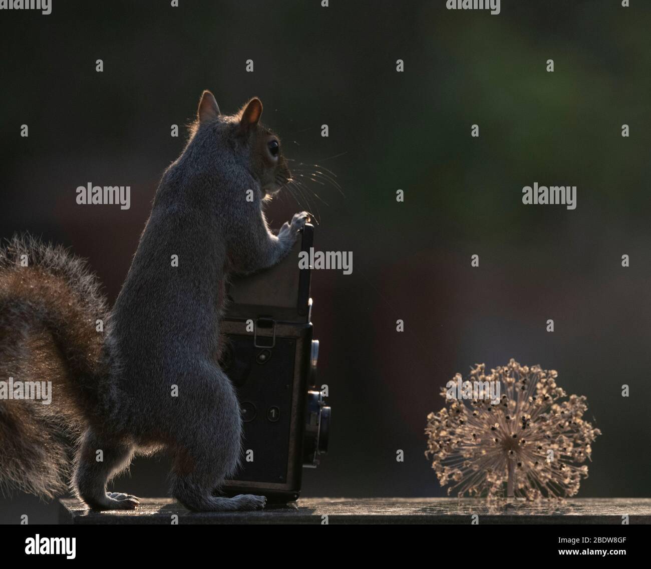 London, UK. 10th April 2020. Grey squirrel appears to take control of a ...