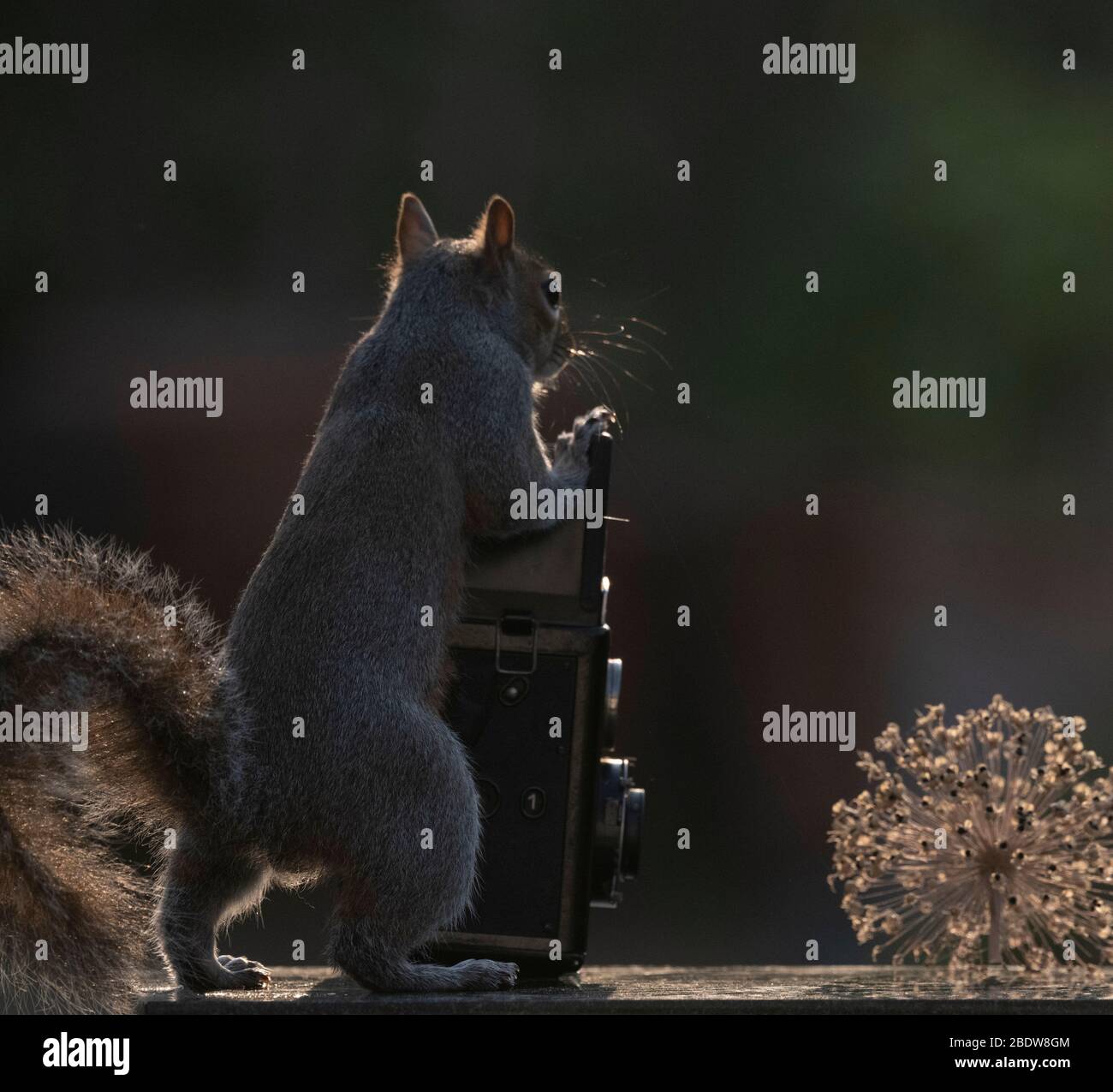 London, UK. 10th April 2020. Grey squirrel appears to take control of a ...