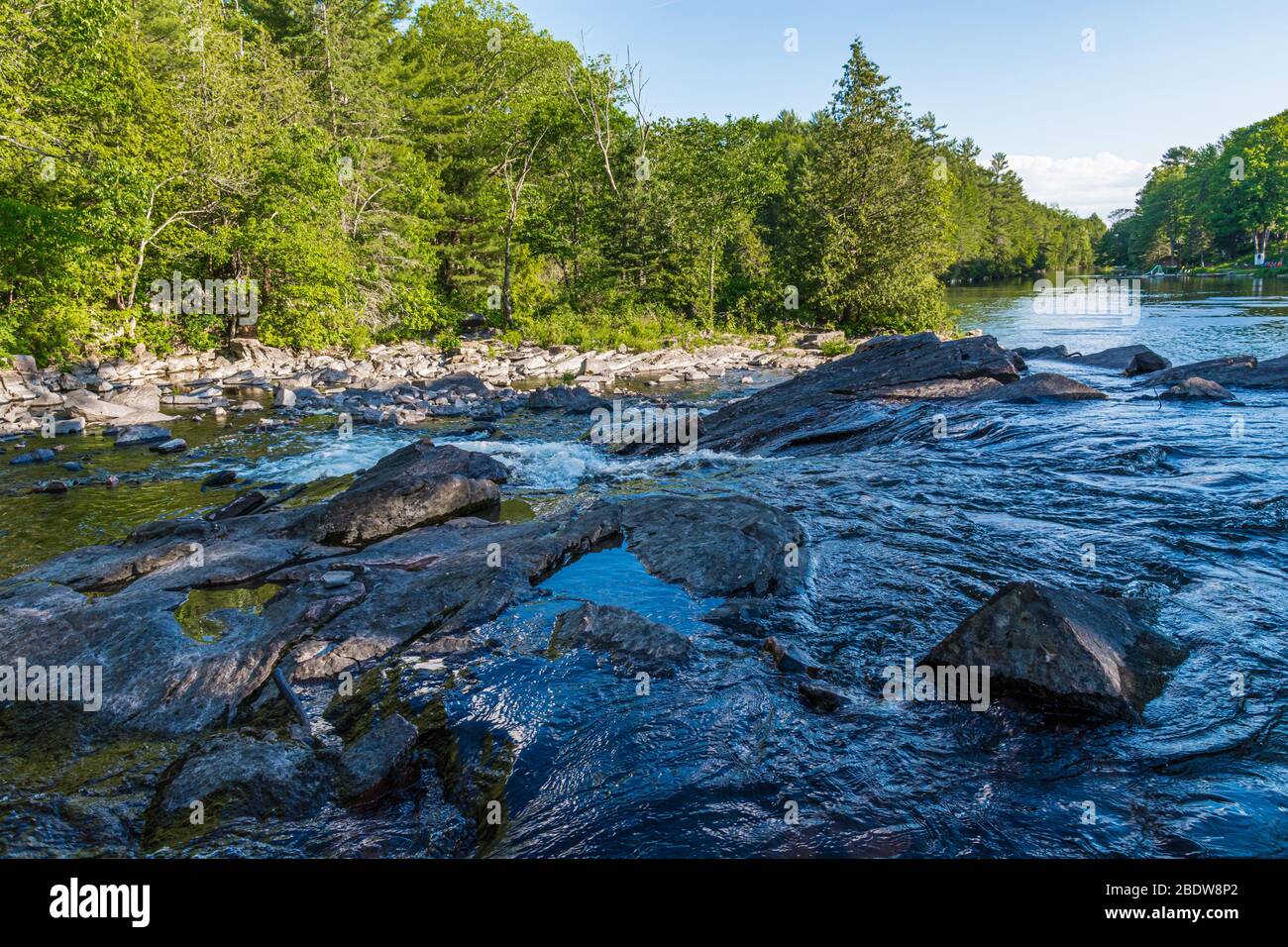 Fauna and flora in the canadian forest hi-res stock photography and ...