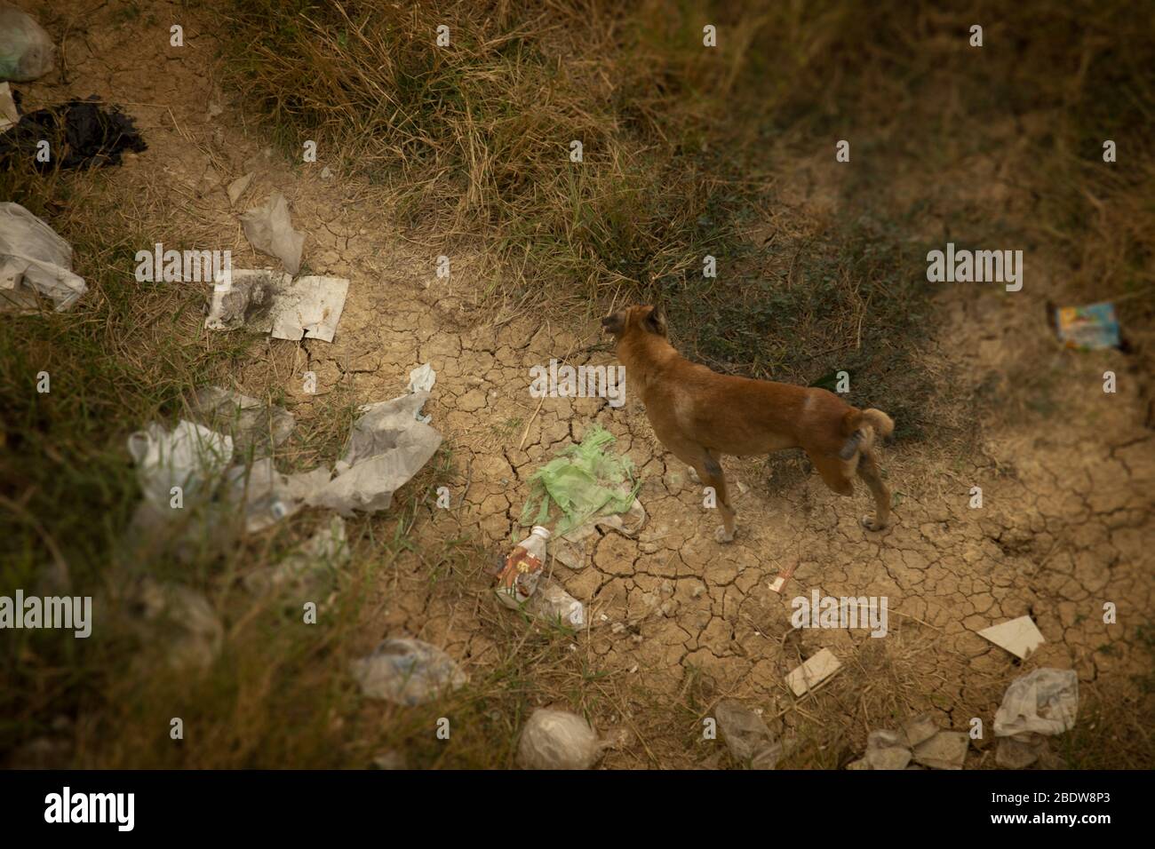 Dog searching hi-res stock photography and images - Alamy