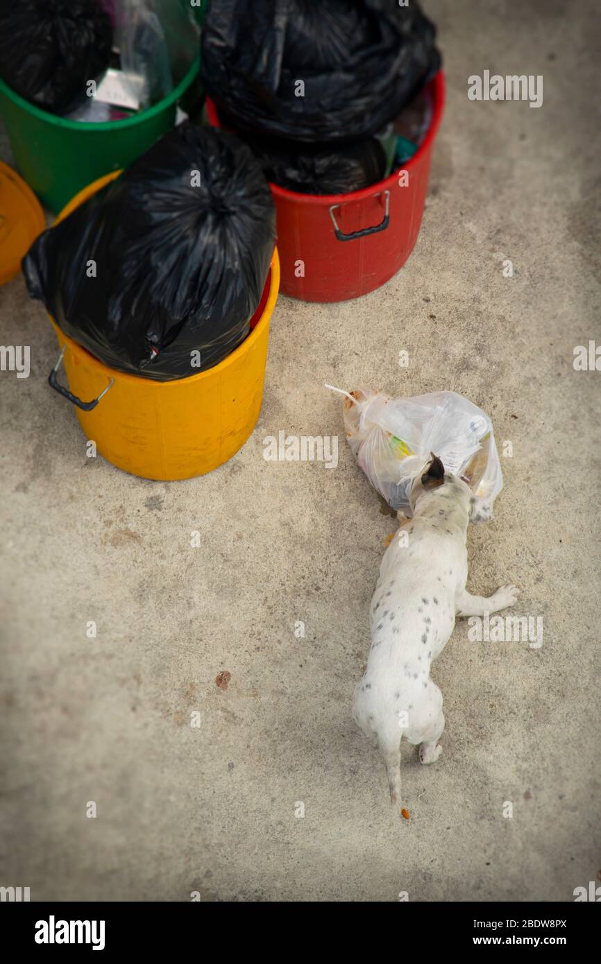 White stray dog scraping food out of rubbish from rubbish bin Stock ...