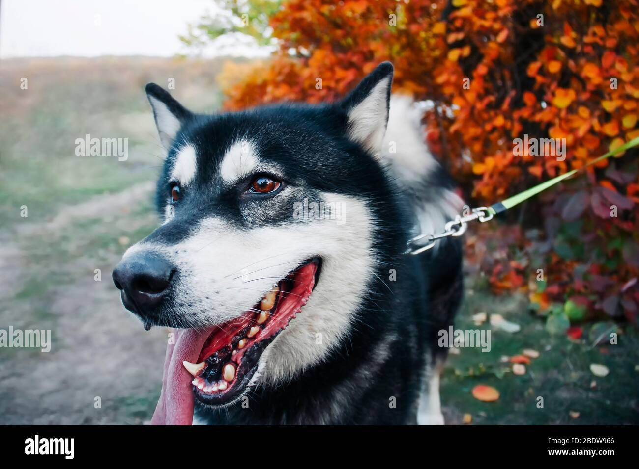 Alaskan Malamute with open mouth and put out tongue against the ...