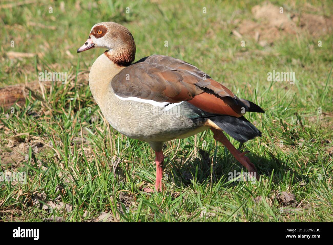 Egyptian goose in citypark Staddijk, Nijmegen the Netherlands Stock ...