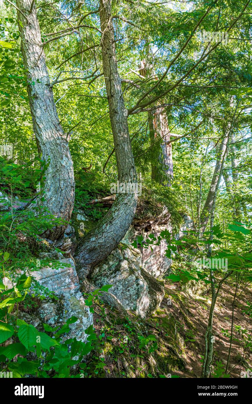 Canadian Cottage country Scene in summer Stock Photo - Alamy