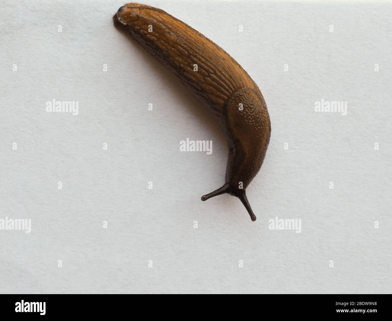 slug snail terrestrial gastropod mollusk on white background Stock ...