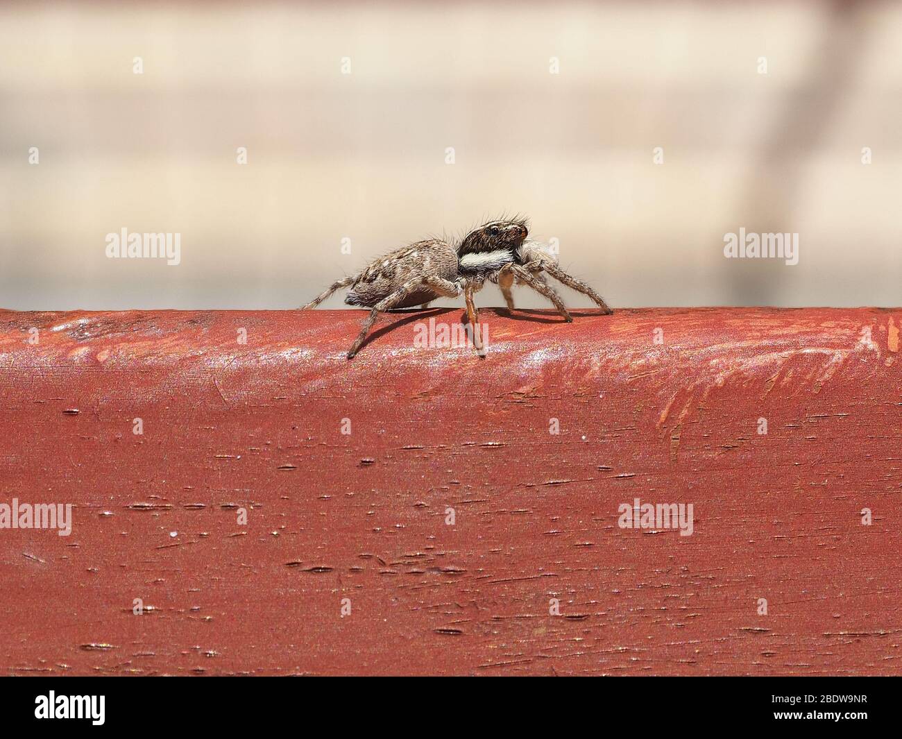 side macro view of a spider (arachnide) animal Stock Photo - Alamy