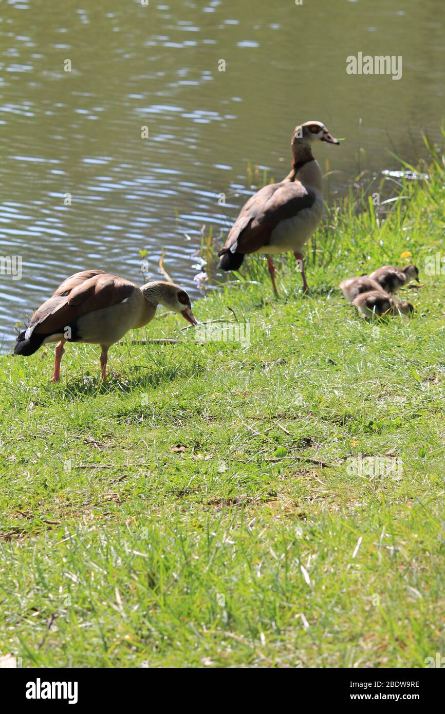 Egyptian goose in citypark Staddijk, Nijmegen the Netherlands Stock ...