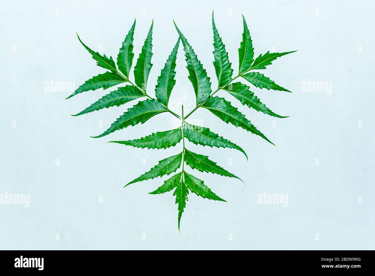 Neem Background High Resolution Stock Photography and Images - Alamy