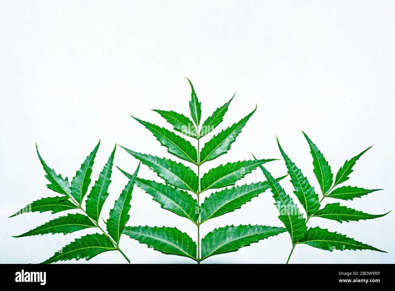 Neem Background High Resolution Stock Photography and Images - Alamy