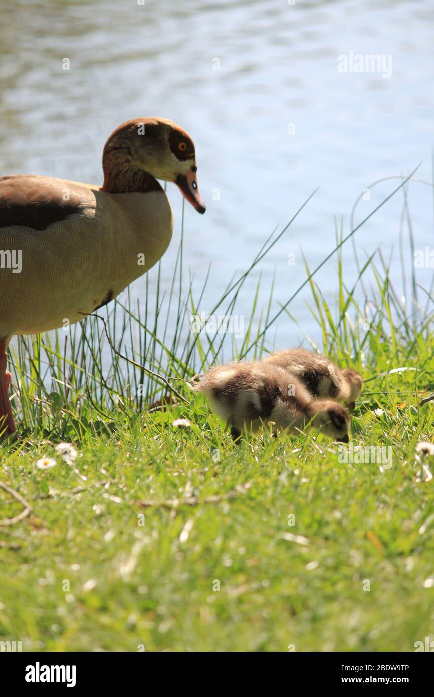 Egyptian goose in citypark Staddijk, Nijmegen the Netherlands Stock ...