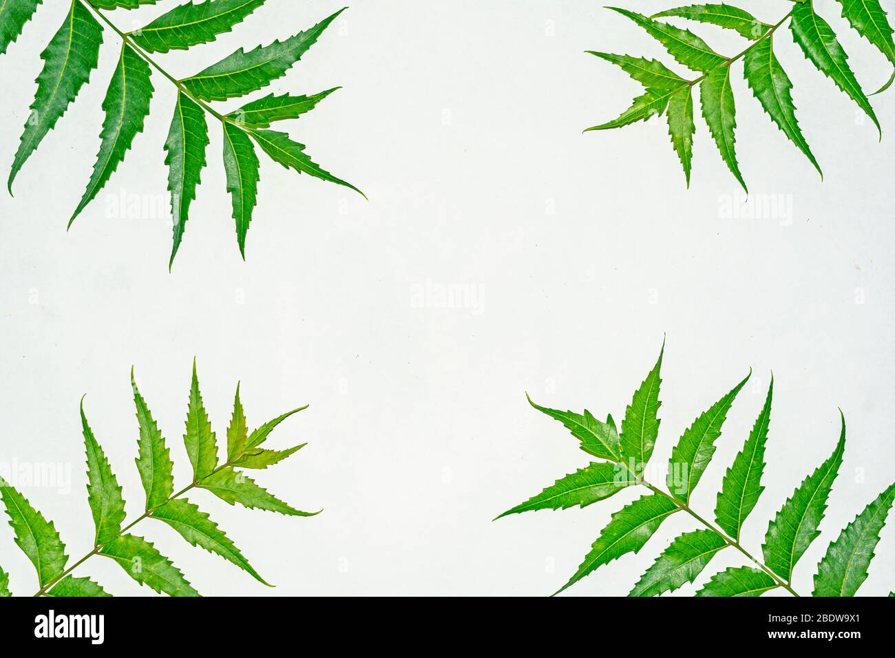 Neem Background High Resolution Stock Photography and Images - Alamy