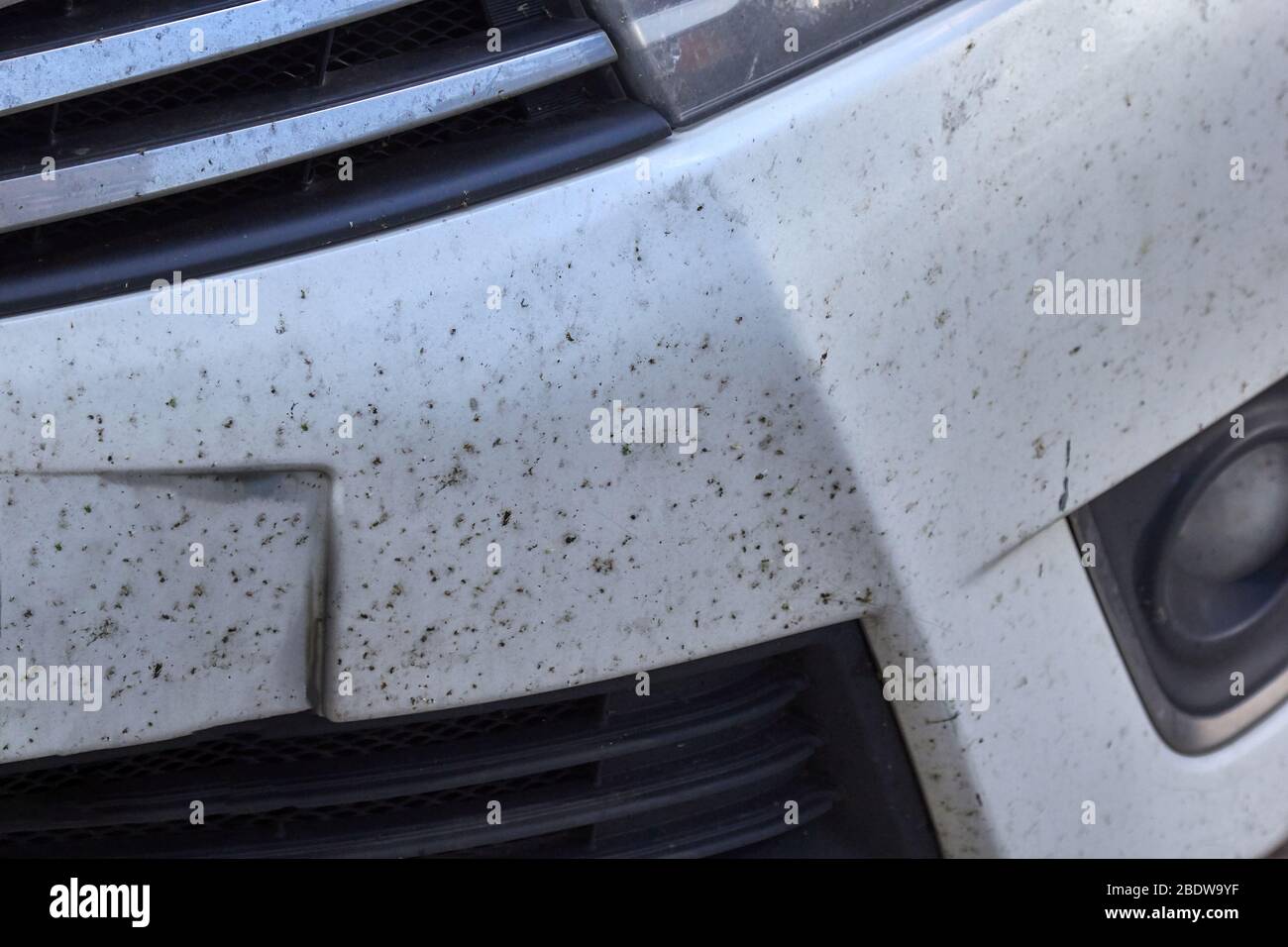 midges insects on the bumper and hood of the car Stock Photo - Alamy