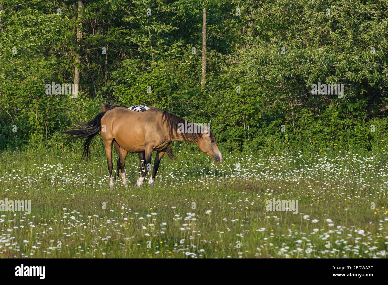 Canadian Cottage country Scene in summer Stock Photo - Alamy
