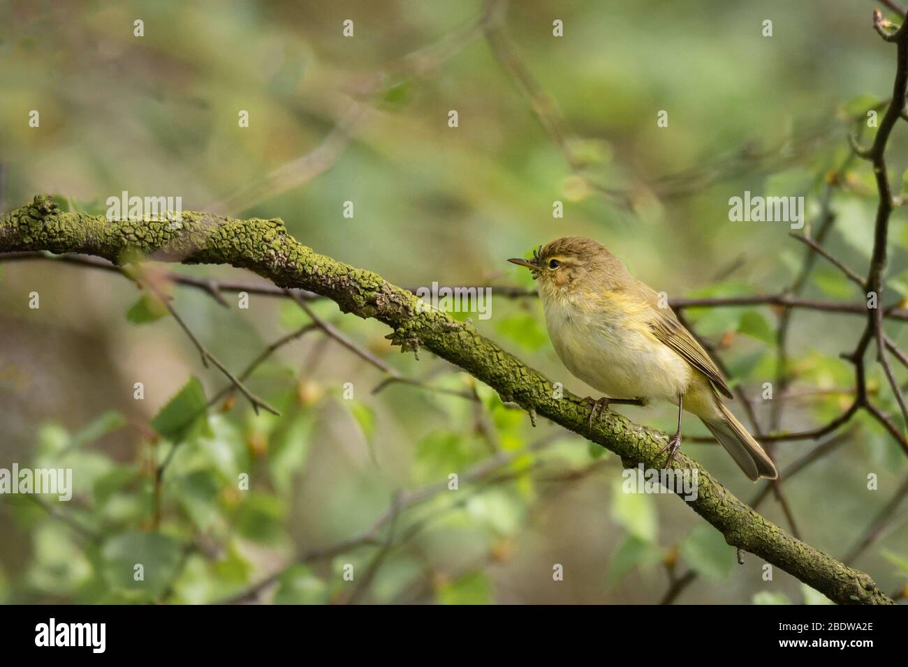 chiffchaff, Phylloscopus collybita, is perched on a branch in a tree. It is a profile portrait ...